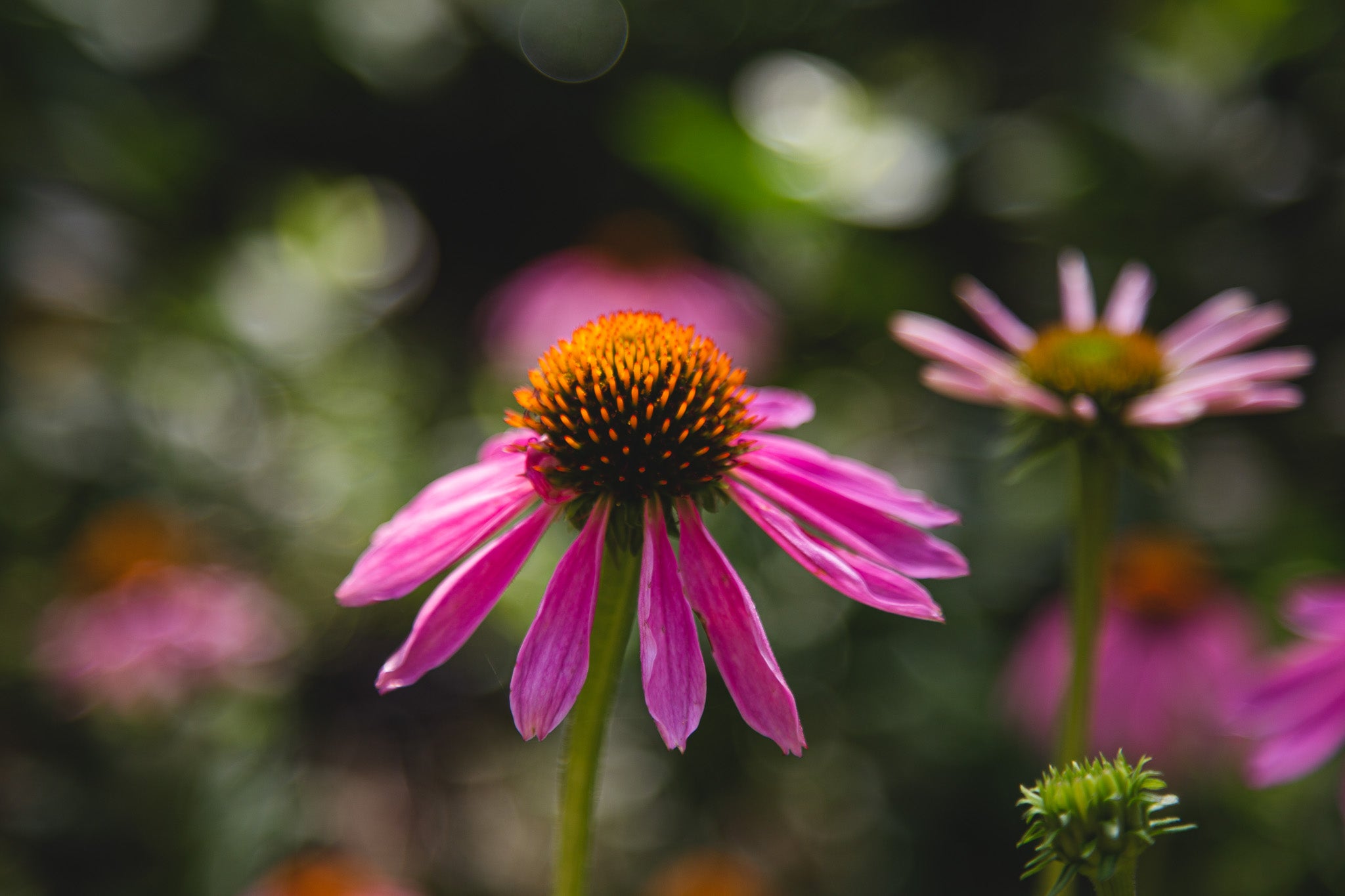 Wild Toledo Native Plant Sales – Wild Toledo Native Plants Sales