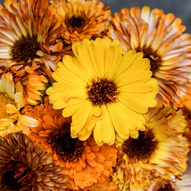 Calendula – Wild Toledo Native Plants Sales