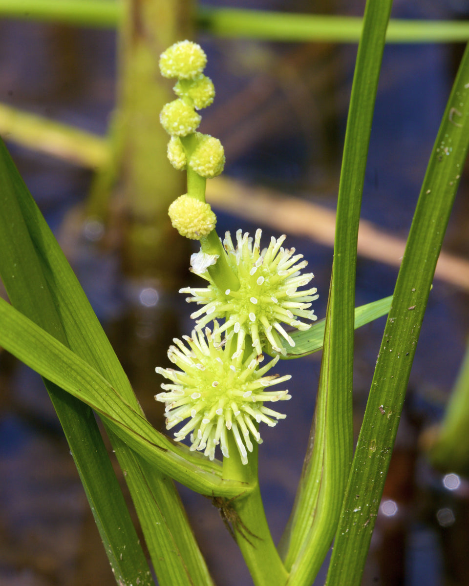 American Bur Reed – Wild Toledo Native Plants Sales