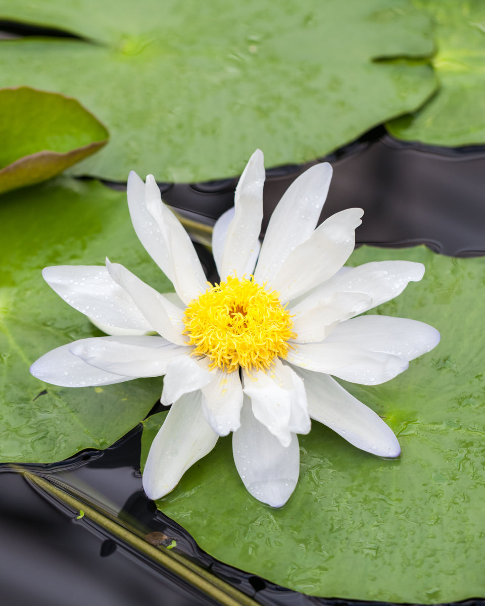 American White Water-lily – Wild Toledo Native Plants Sales