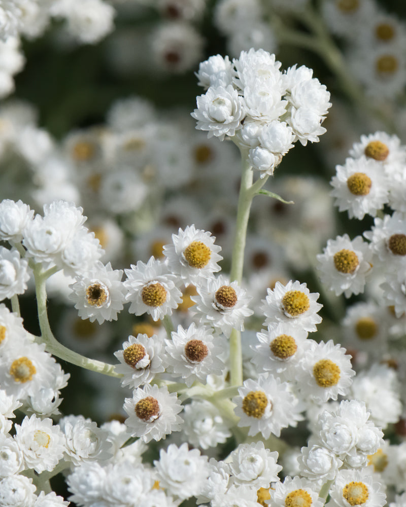Pearly Everlasting – Wild Toledo Native Plants Sales