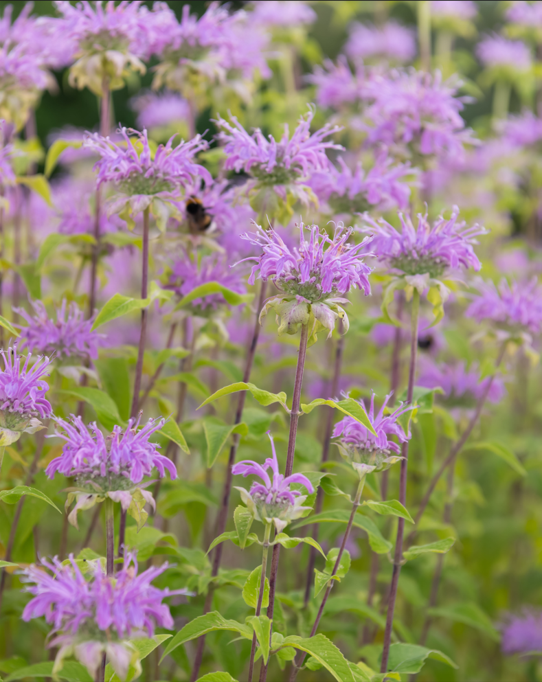 Bee Balm – Wild Toledo Native Plants Sales