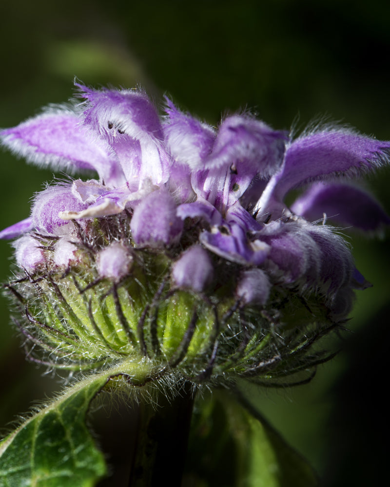 Downy Wood Mint – Wild Toledo Native Plants Sales
