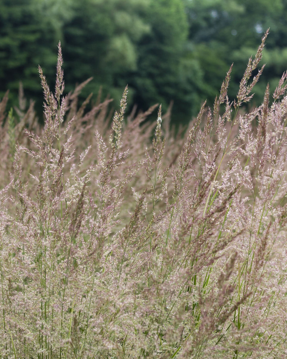 Blue Joint Grass – Wild Toledo Native Plants Sales