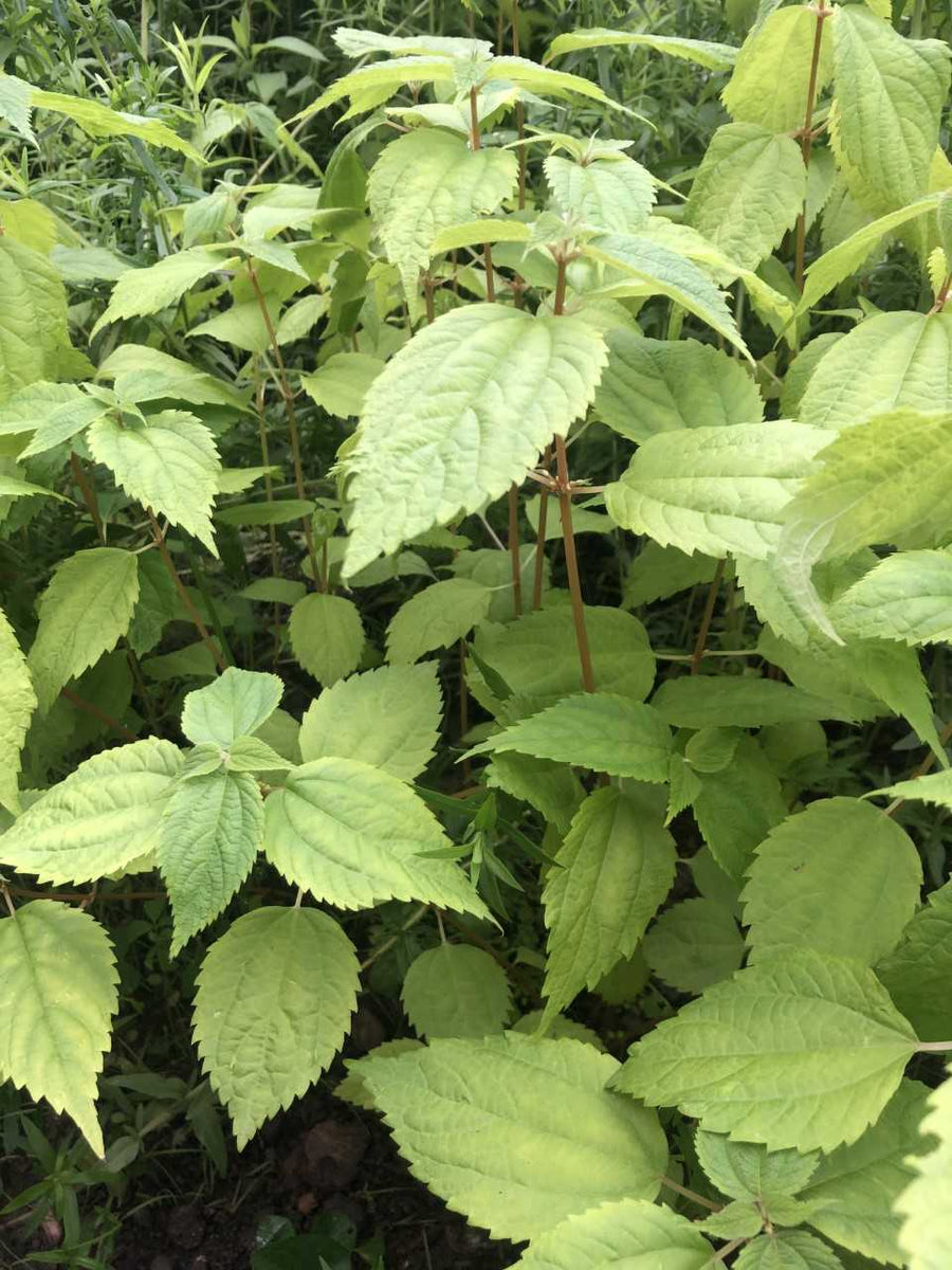 False Nettle – Wild Toledo Native Plants Sales