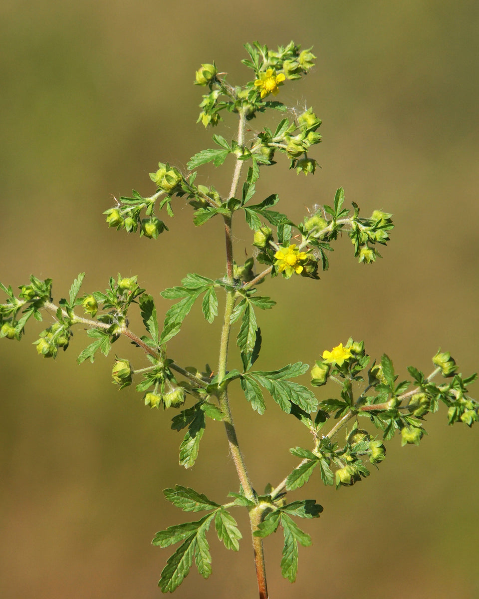 Bushy Cinquefoil – Wild Toledo Native Plants Sales