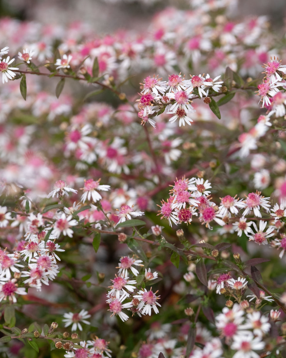 Calico Aster – Wild Toledo Native Plants Sales