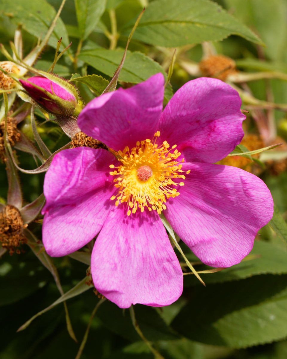Carolina Rose – Wild Toledo Native Plants Sales