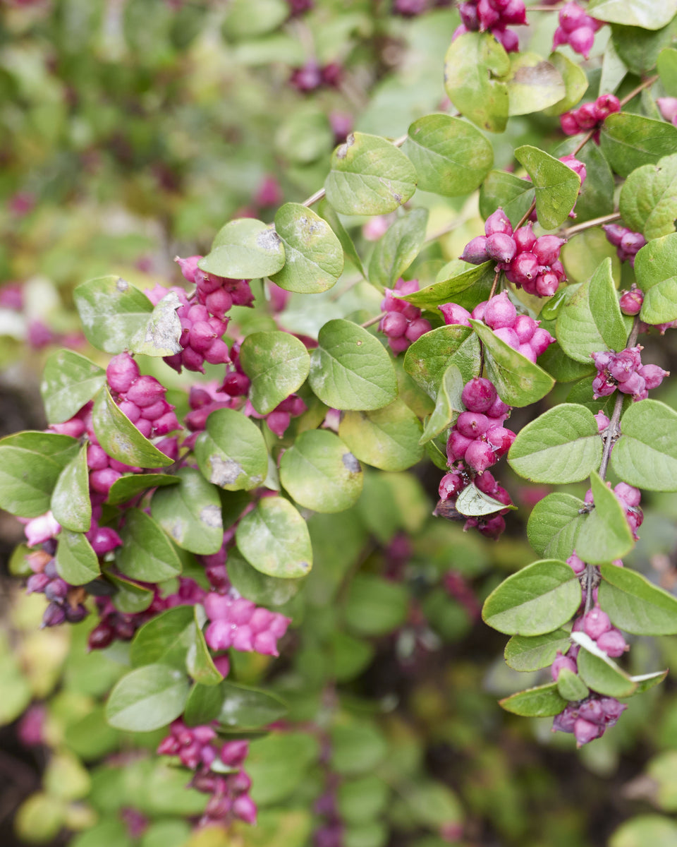 Coralberry – Wild Toledo Native Plants Sales