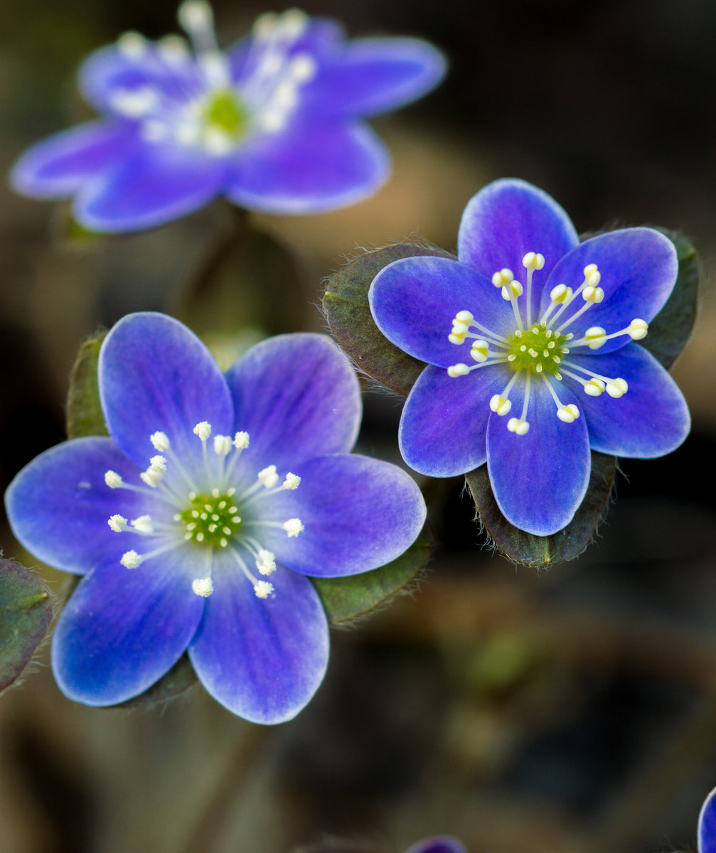 Round-lobed Hepatica – Wild Toledo Native Plants Sales