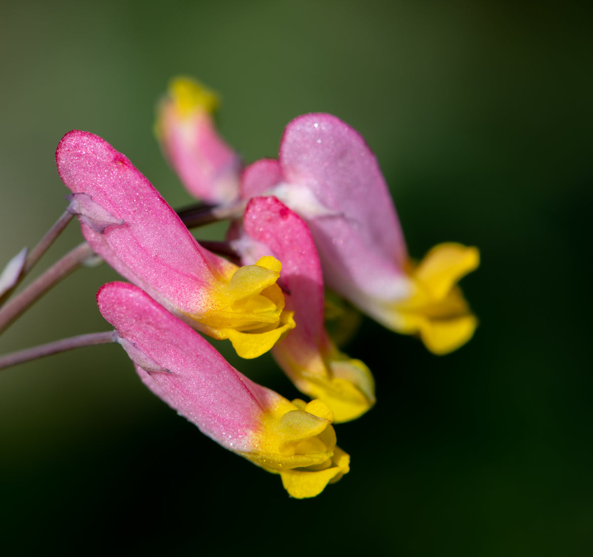 Rock Harlequin – Wild Toledo Native Plants Sales