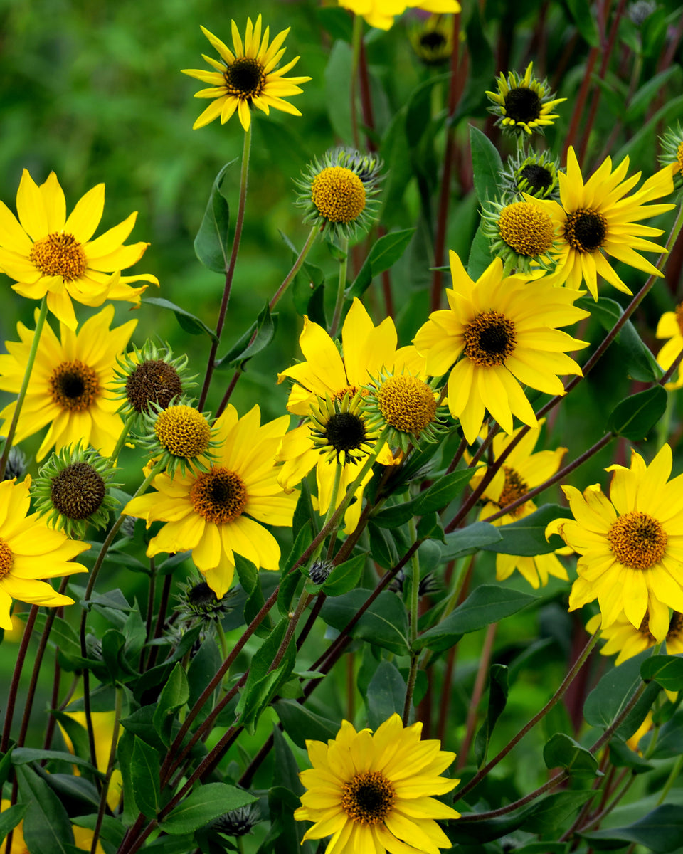 Downy Sunflower – Wild Toledo Native Plants Sales