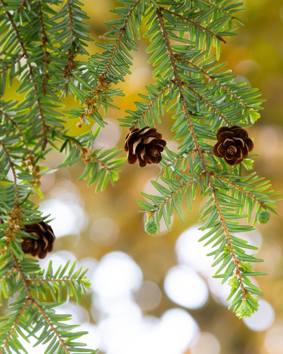 Eastern Hemlock – Wild Toledo Native Plants Sales