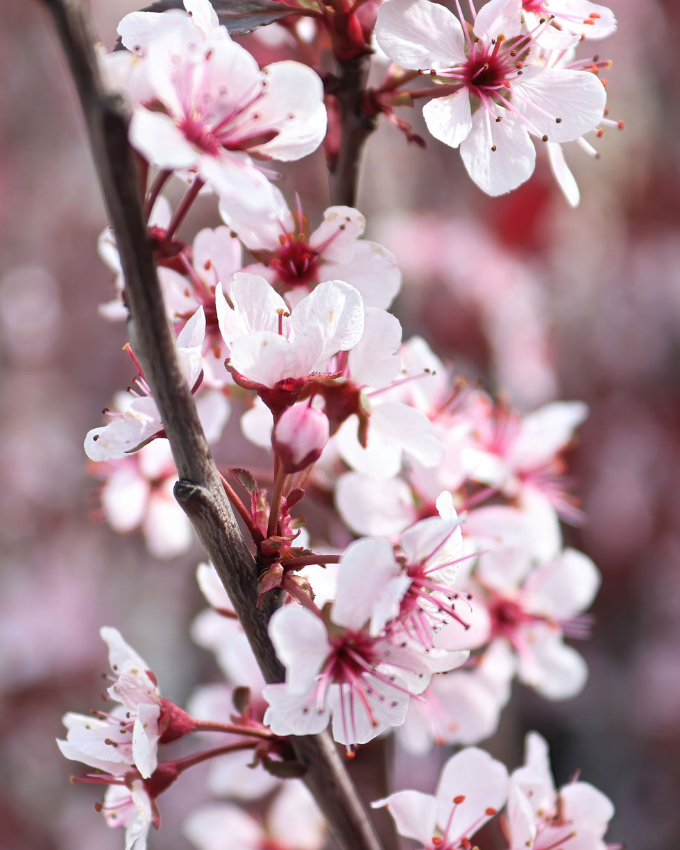 Eastern Sand Cherry – Wild Toledo Native Plants Sales