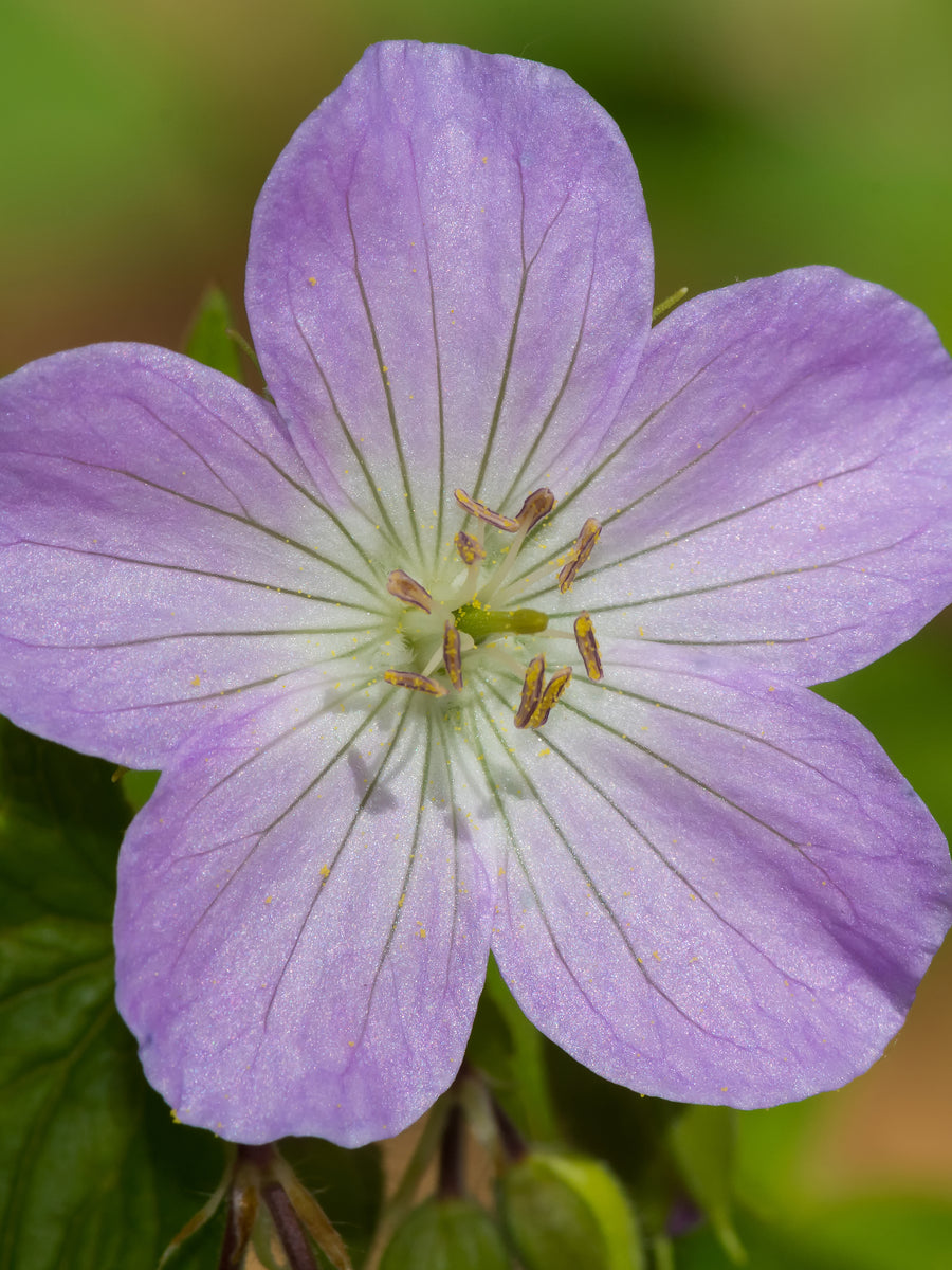 Wild Geranium – Wild Toledo Native Plants Sales