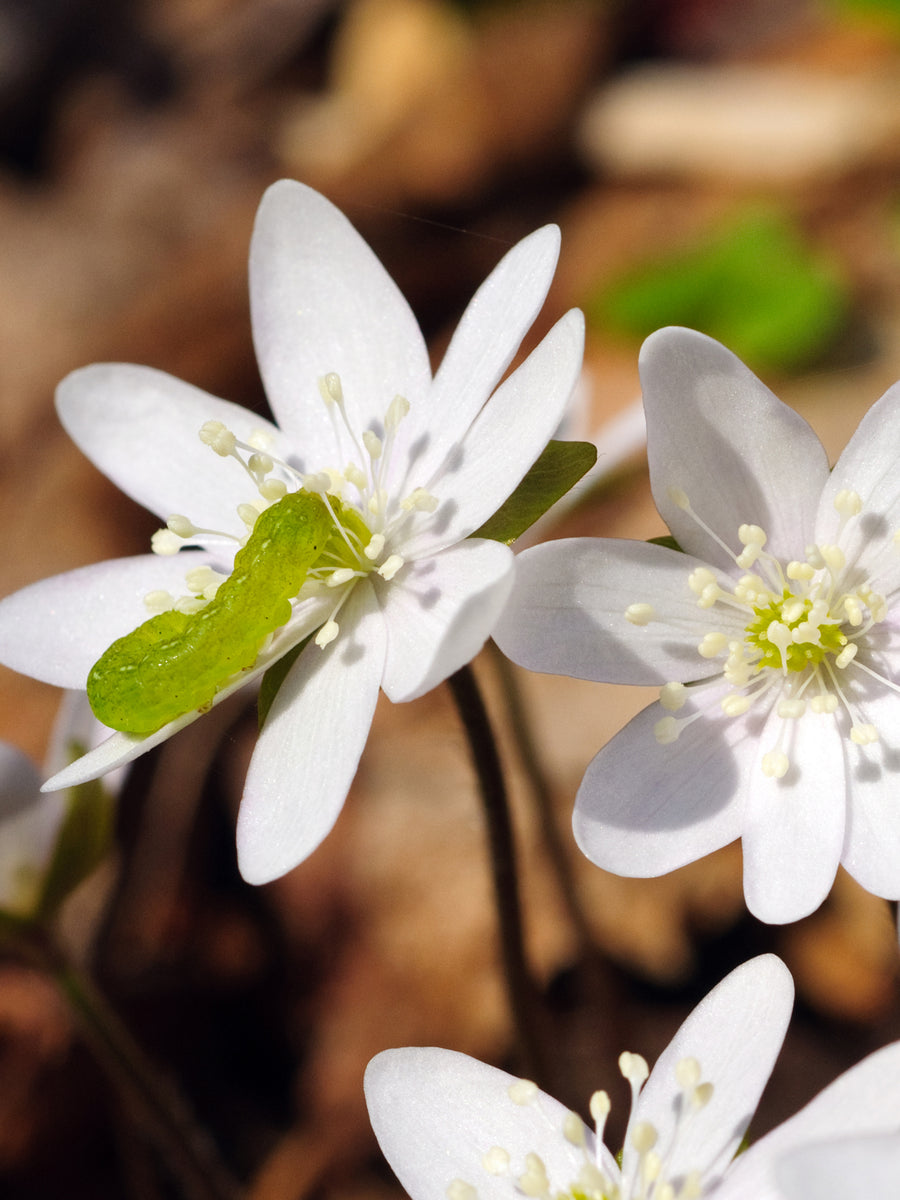 Sharp-lobed Hepatica – Wild Toledo Native Plants Sales