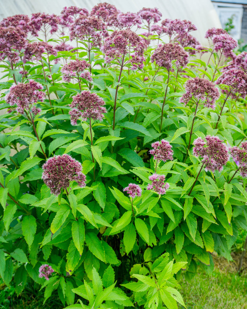 Hollow Joe Pye Weed – Wild Toledo Native Plants Sales