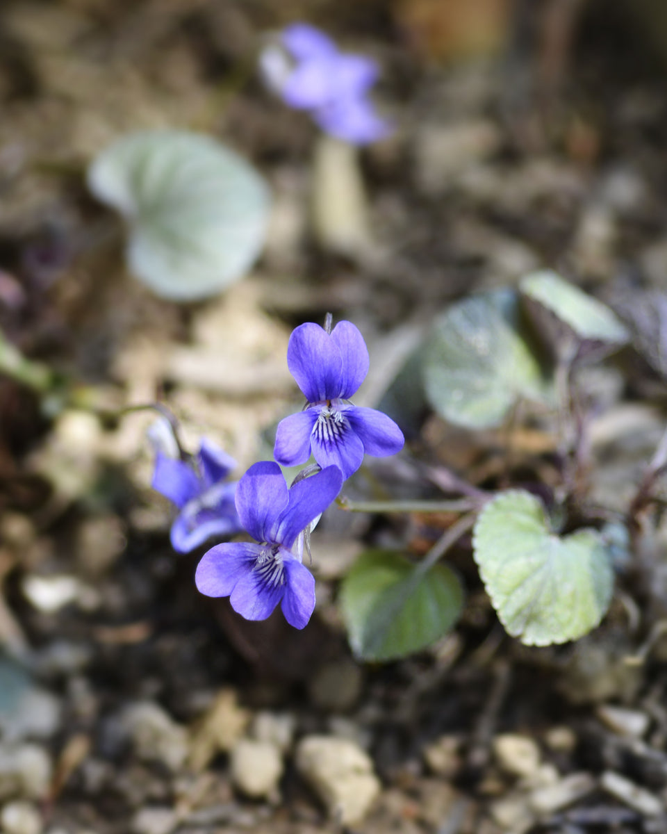 Labrador Violet – Wild Toledo Native Plants Sales