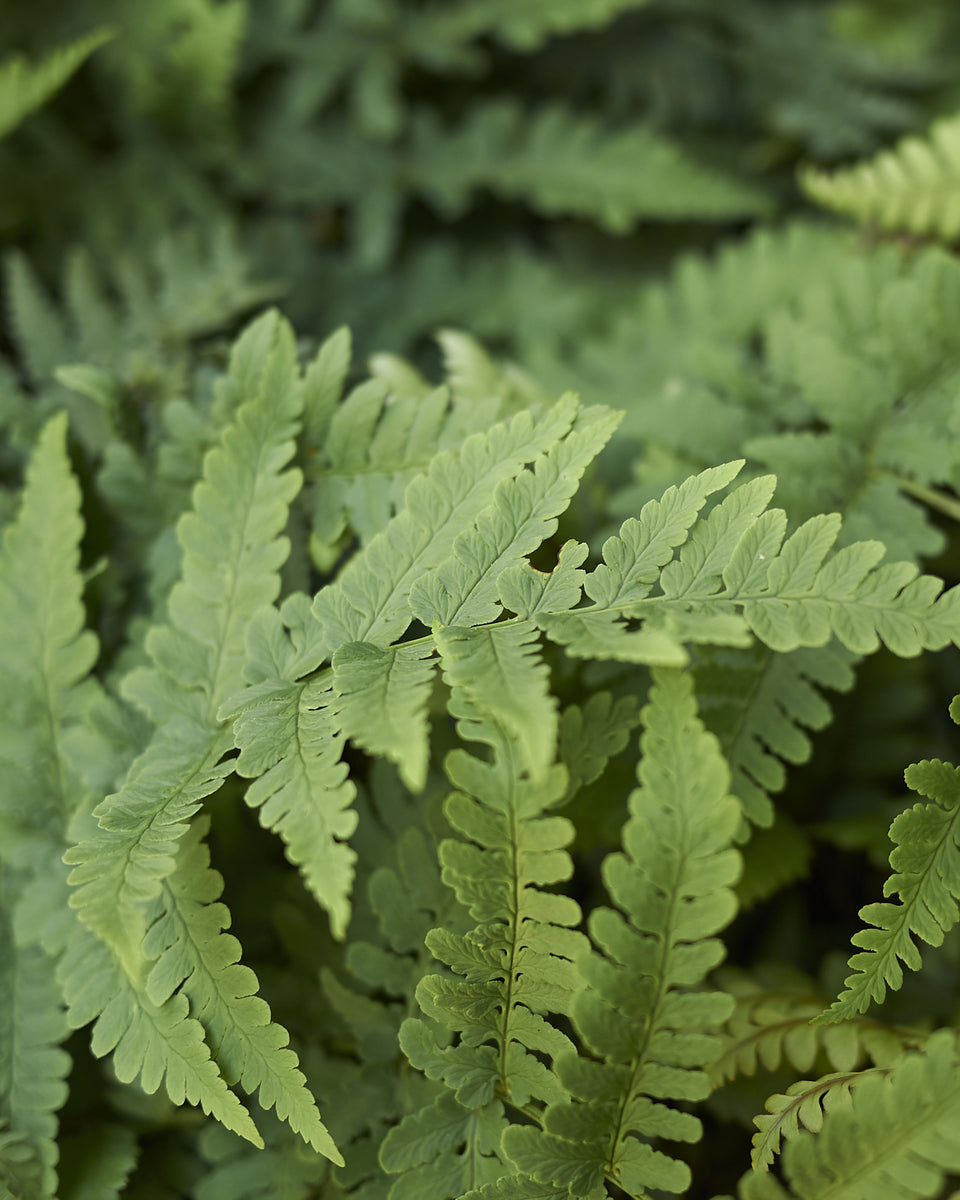 Marginal Wood Fern – Wild Toledo Native Plants Sales