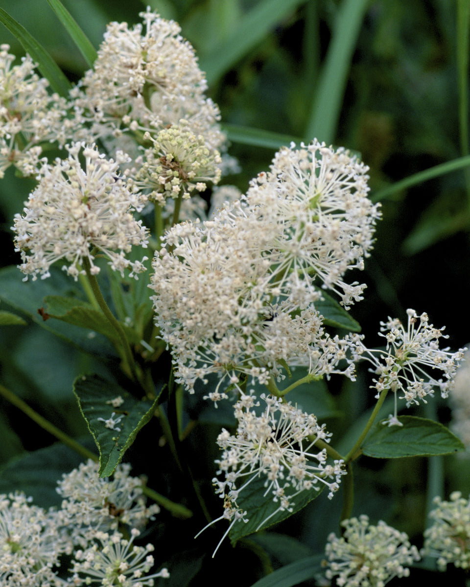 New Jersey Tea – Wild Toledo Native Plants Sales