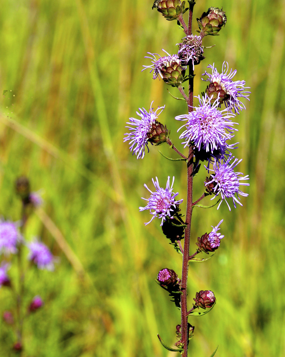 Northern Blazing Star – Wild Toledo Native Plants Sales
