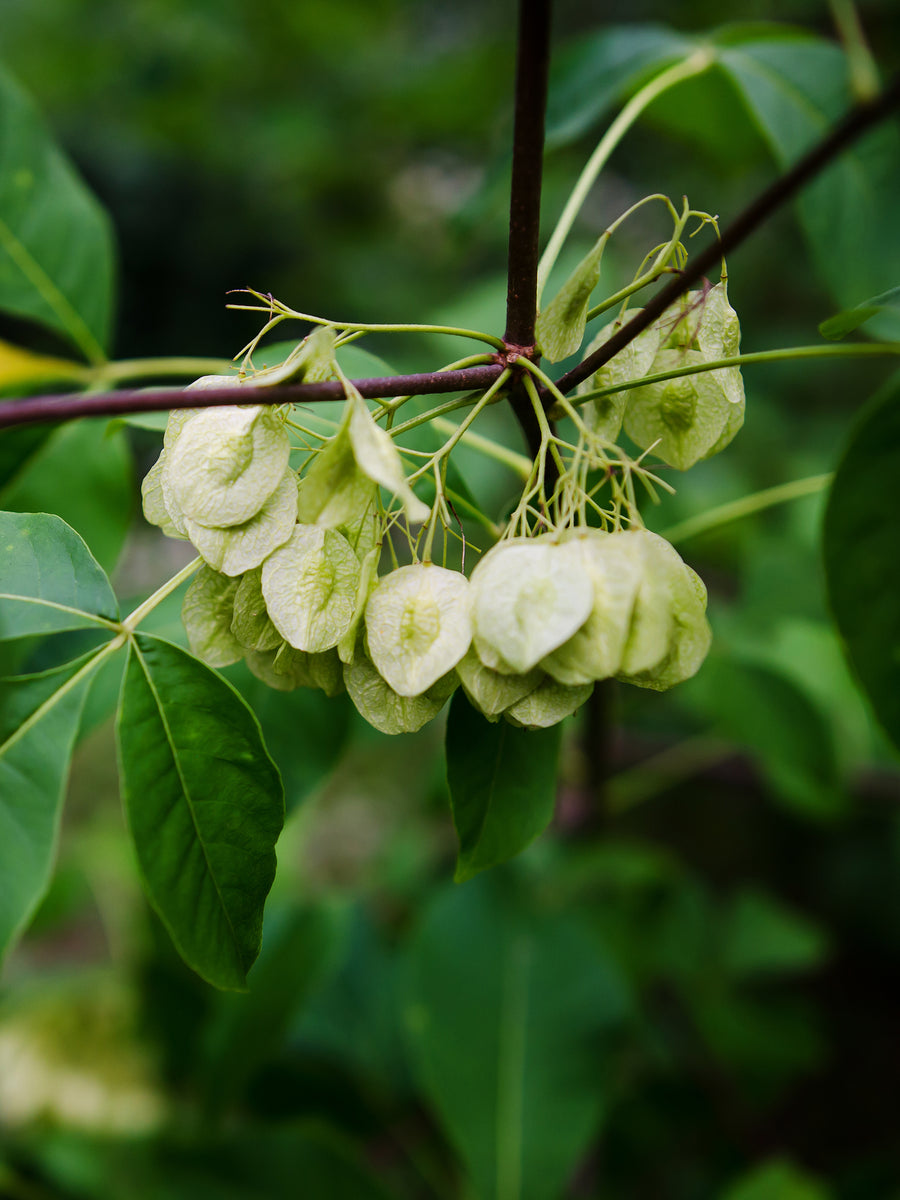 Wafer Ash – Wild Toledo Native Plants Sales