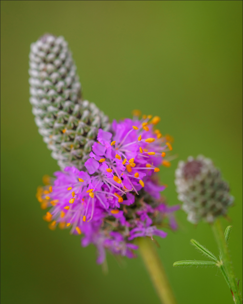 Purple Prairie Clover – Wild Toledo Native Plants Sales