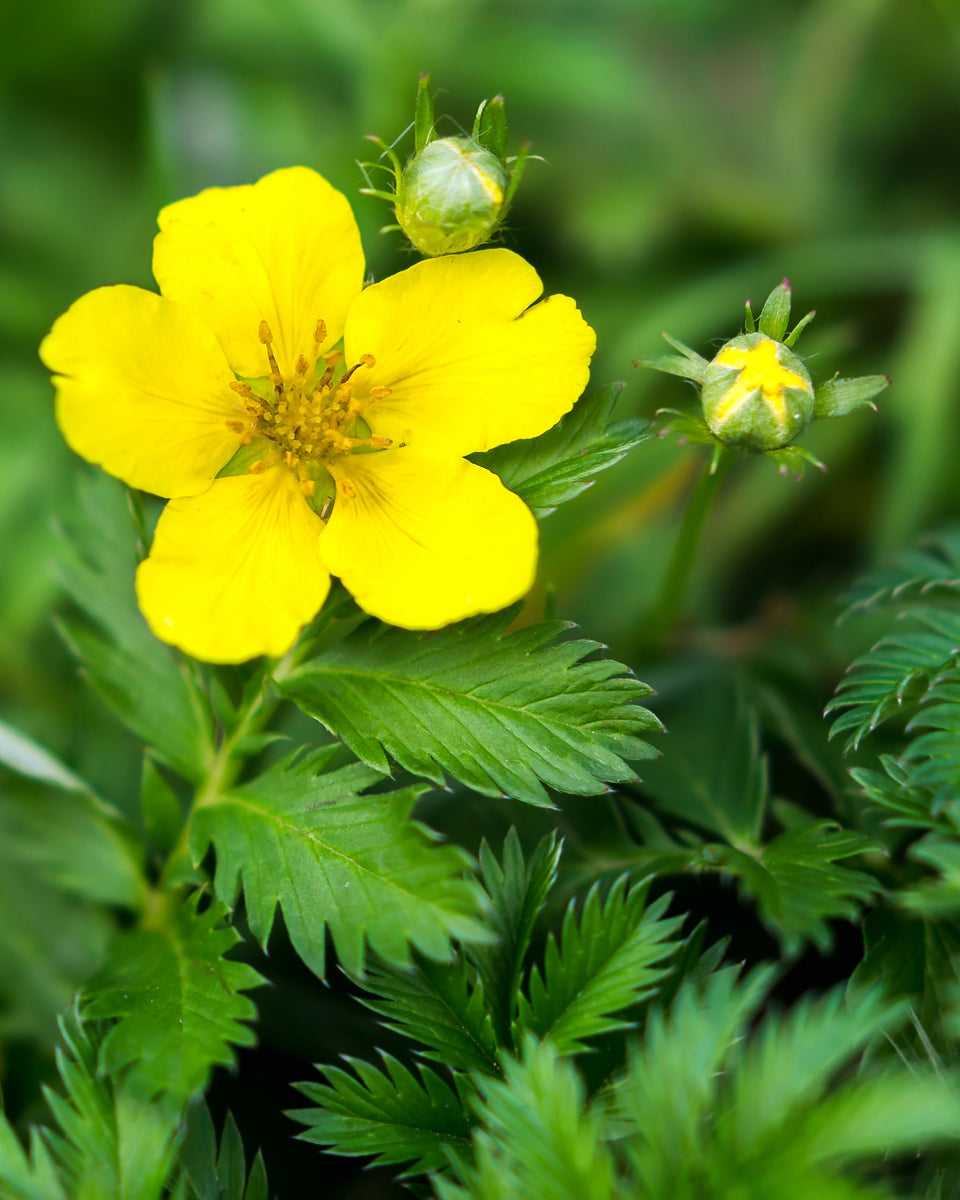 Silverweed – Wild Toledo Native Plants Sales