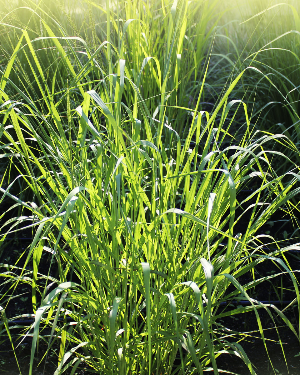 Switch Grass – Wild Toledo Native Plants Sales