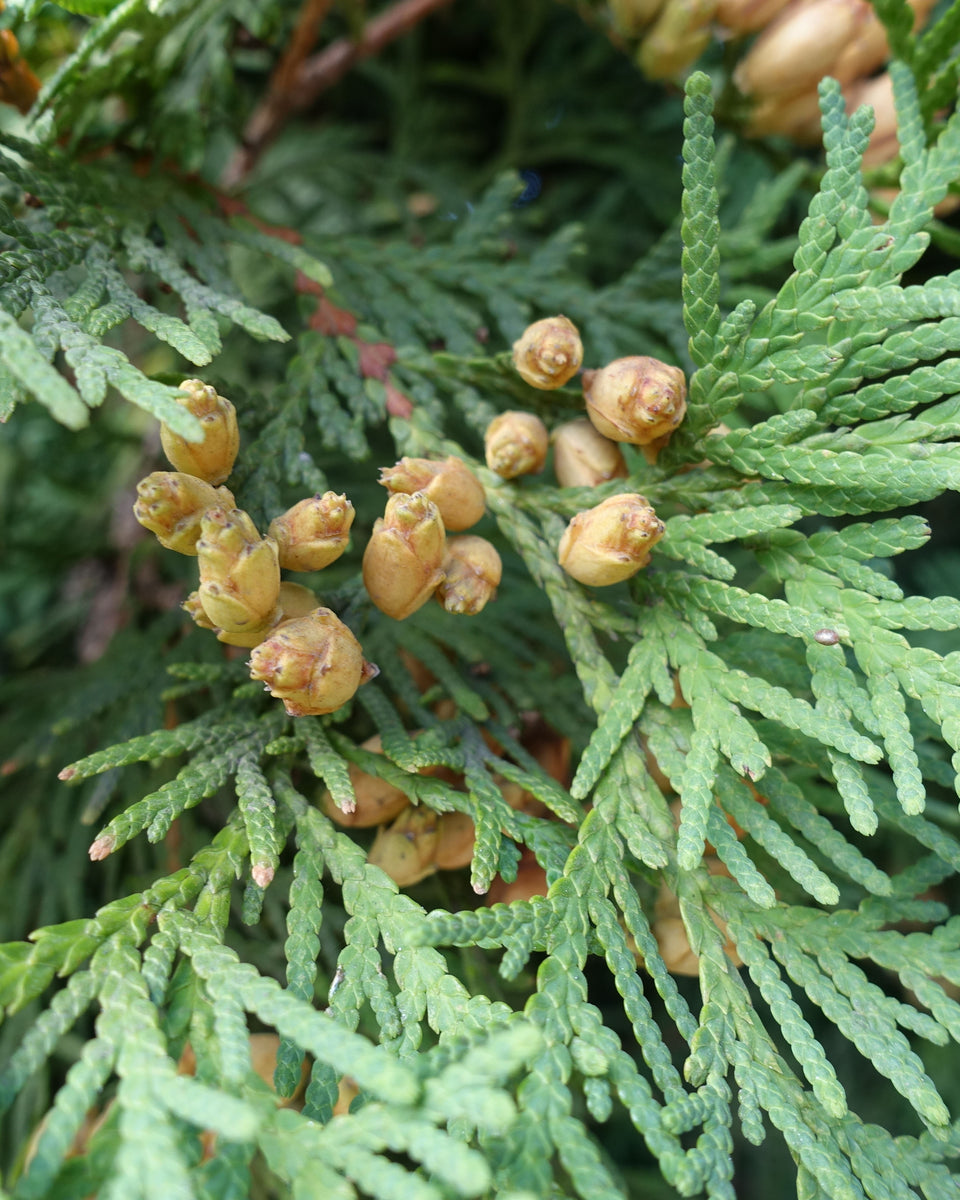 White Cedar – Wild Toledo Native Plants Sales
