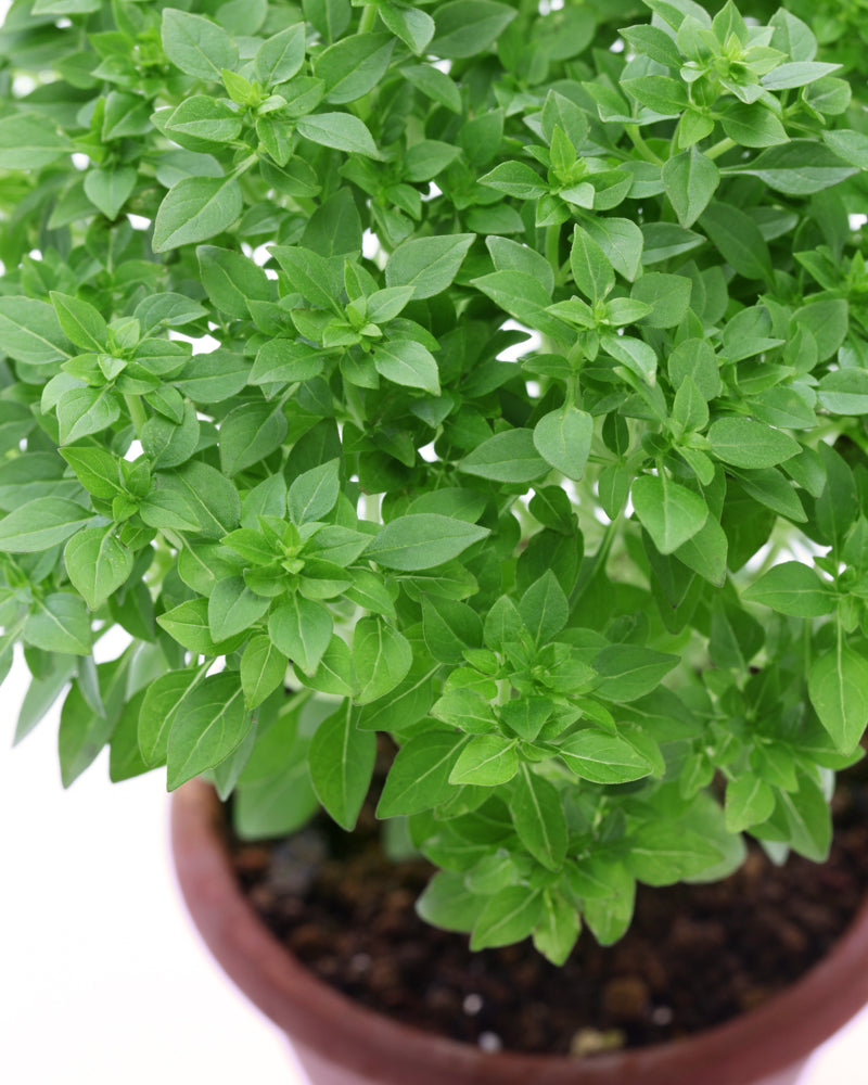 Basil 'Columnar' – Wild Toledo Native Plants Sales