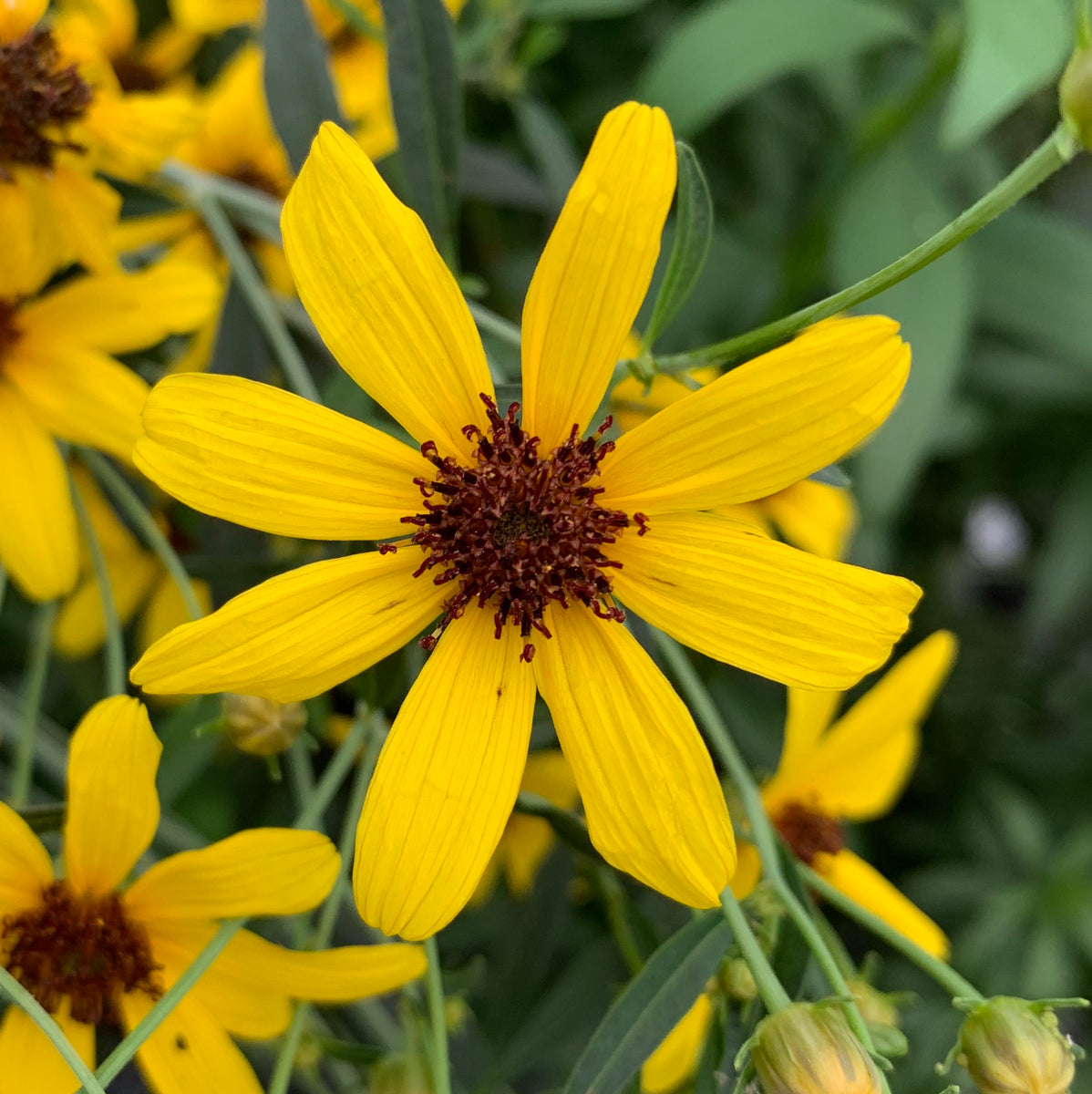 Tall Coreopsis – Wild Toledo Native Plants Sales