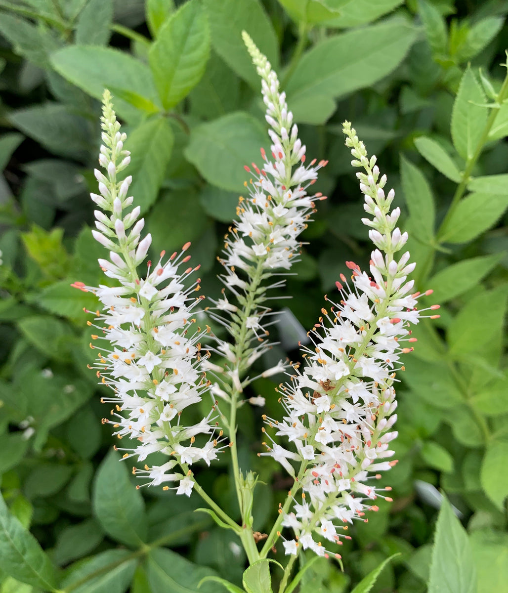 Culver's Root – Wild Toledo Native Plants Sales