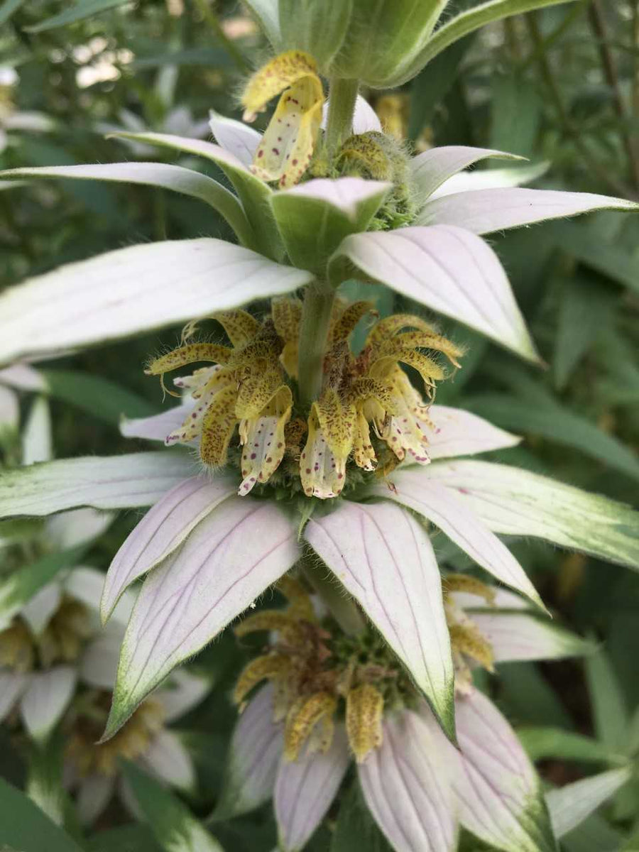 Dotted Horsemint – Wild Toledo Native Plants Sales