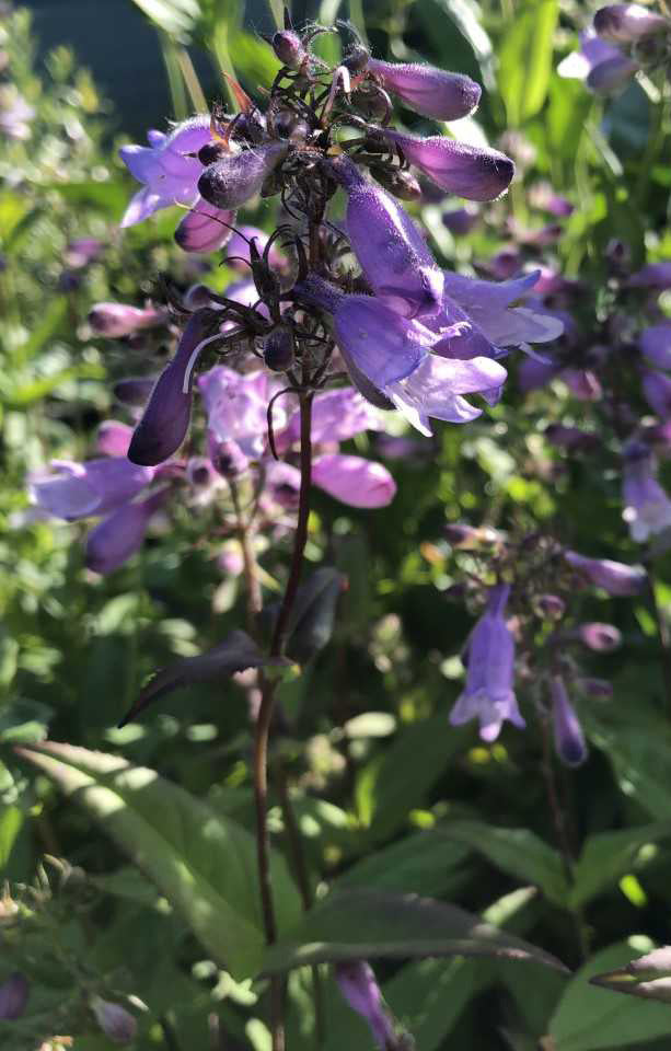 Calico Beardtongue – Wild Toledo Native Plants Sales