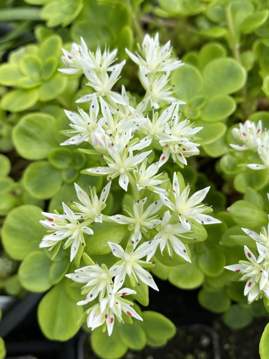 Wild Stonecrop – Wild Toledo Native Plants Sales
